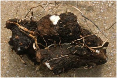 La racine de Tamus Tamier - Le Père Gilles - Blog de la boutique Arthro ...