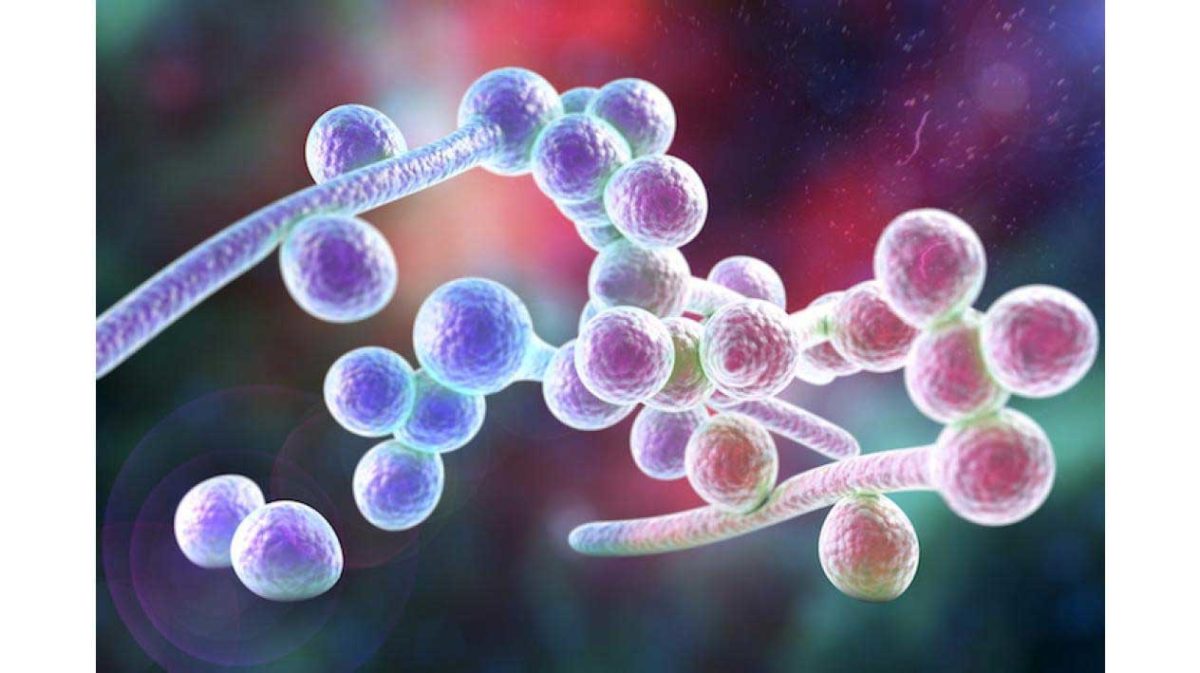 Candidose Symptômes Causes Remèdes Le Père Gilles Blog De La